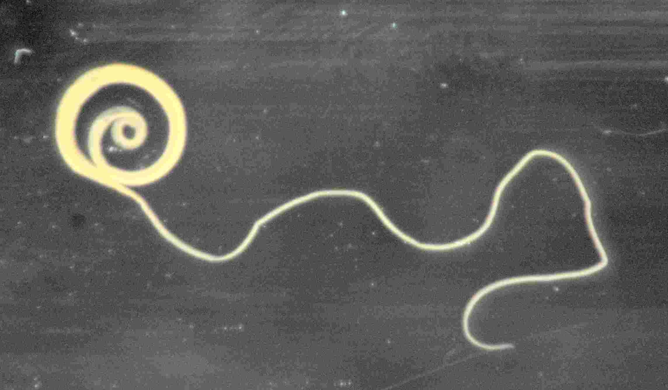 The 9 MOST EFFECTIVE Natural Dewormers for Dogs